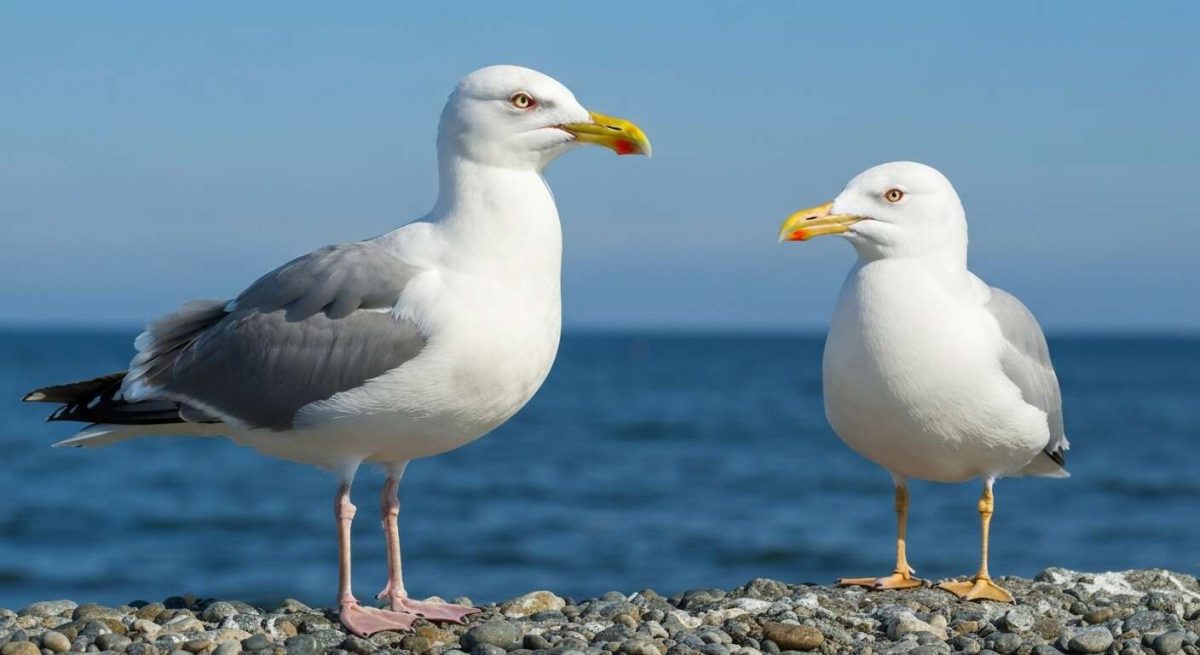 Différence entre mouettes et goélands : guide complet